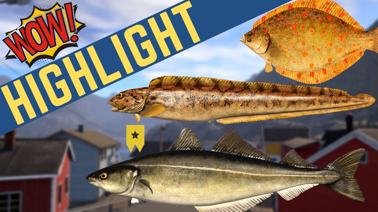 Trophy Saith + Fun Shore Marine Fishing | Stream Highlight | June 18 ...