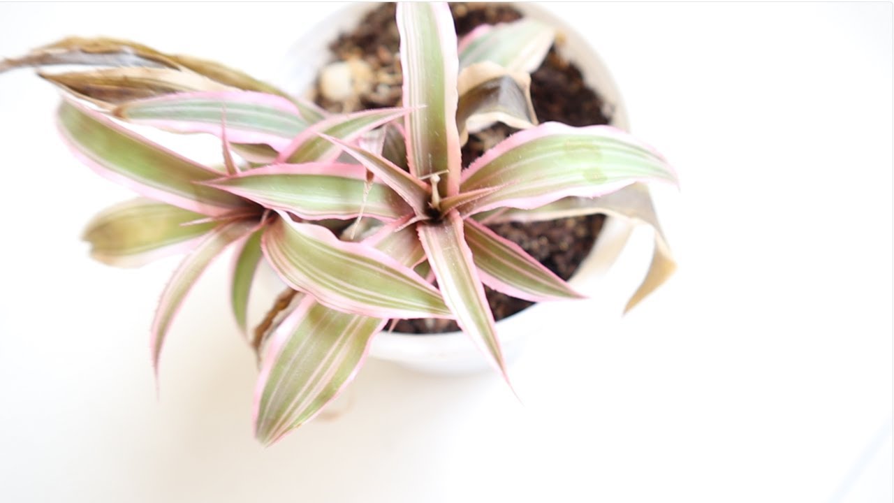 Pink Starlight - Cryptanthus bivittatus - 10 - YouTube