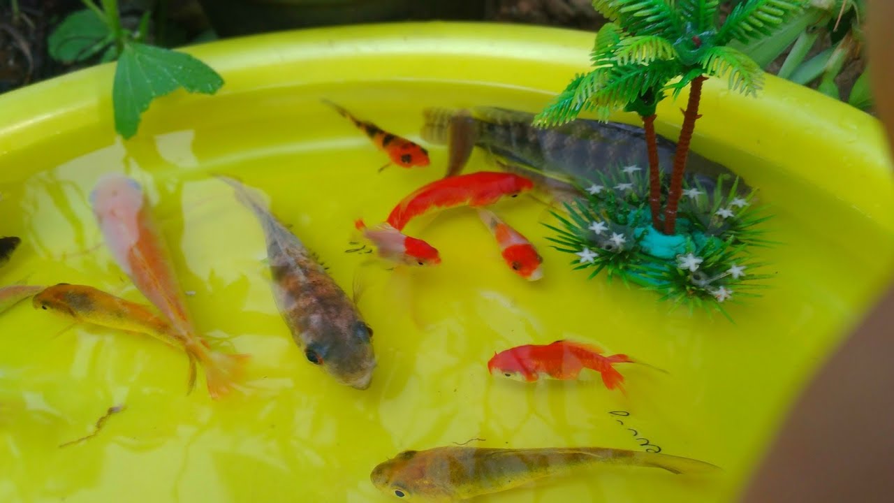 Hunting ikan hias , koki,koi,molly,nila,cupang,molly,komet,gabus - YouTube