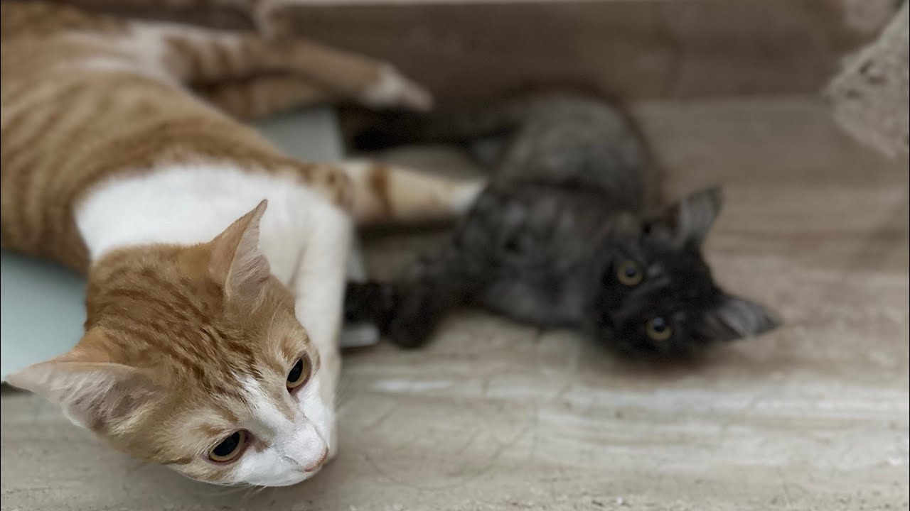 Kitten spinning his head rapidly to hunt the toy | Cat Teaser is the ...