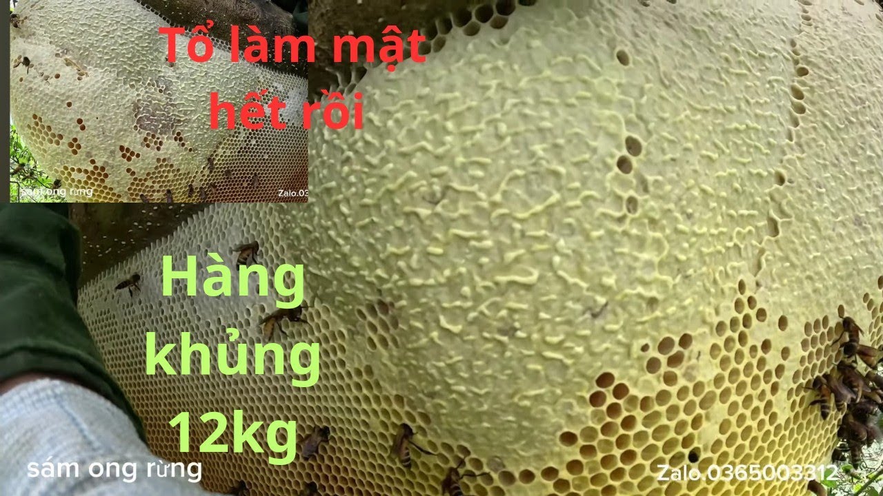 Trúng Lớn Tổ Ong Bầu Mật Khủng 12kg|Big Win Huge Honey Bee Nest 12kg ...
