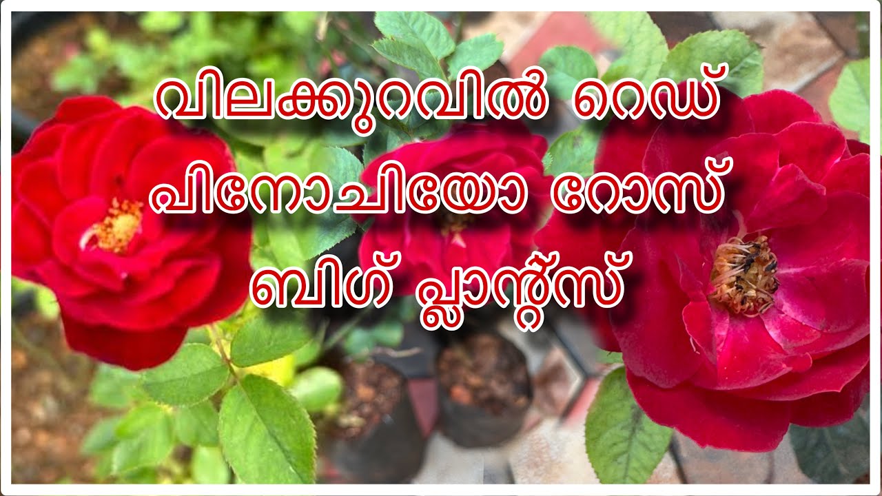 വിലക്കുറവിൽ റെഡ് പിനോചിയോ റോസ് ബിഗ് പ്ലാന്റ്സ് | RED PINOCCHIO ROSE ...