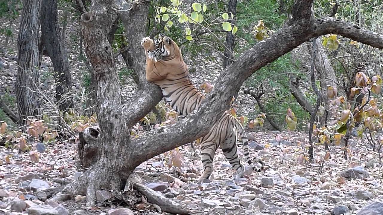 Tiger marking the territory in RANTHAMBHORE. For safari and guide ...