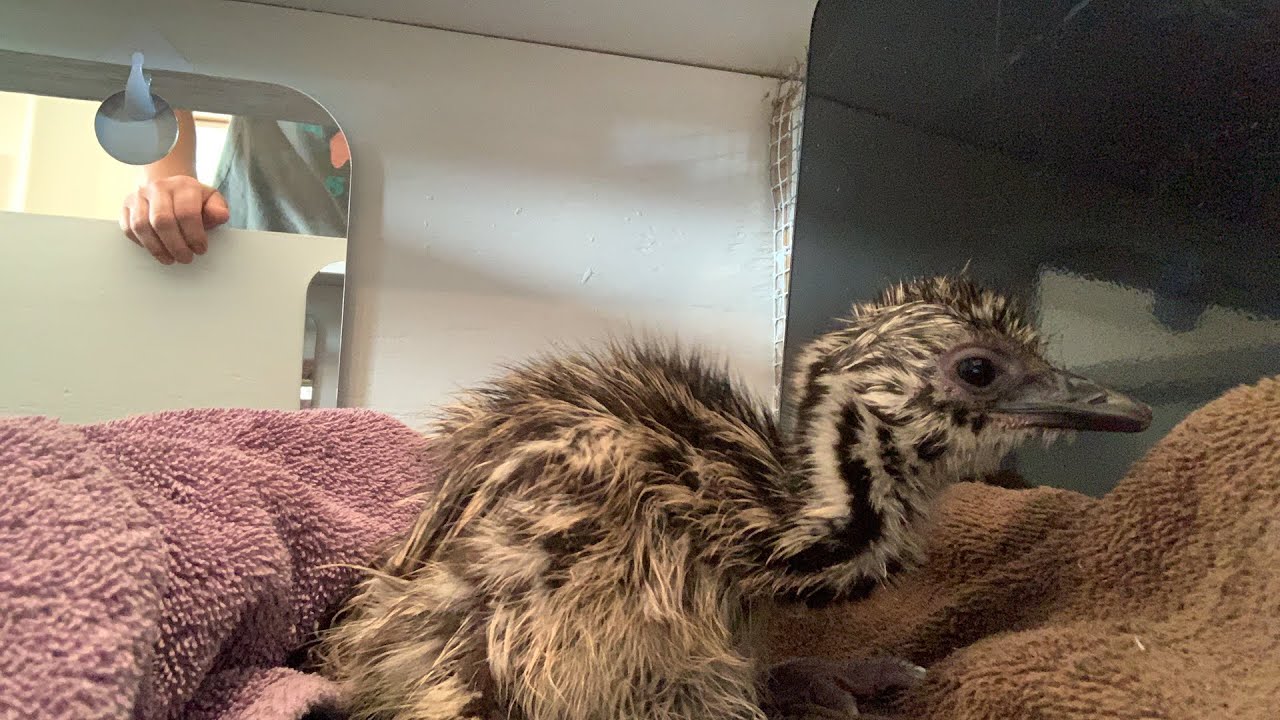 Newborn Emu Chick Live #emu - YouTube