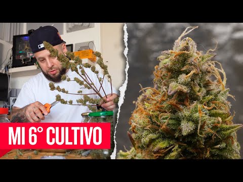 MI 6to CULTIVO - AUTOMATICAS