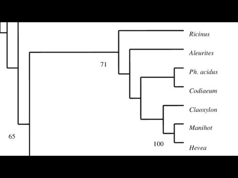 Filogenetik: ClustalX, Bioedit dan MegaX - YouTube