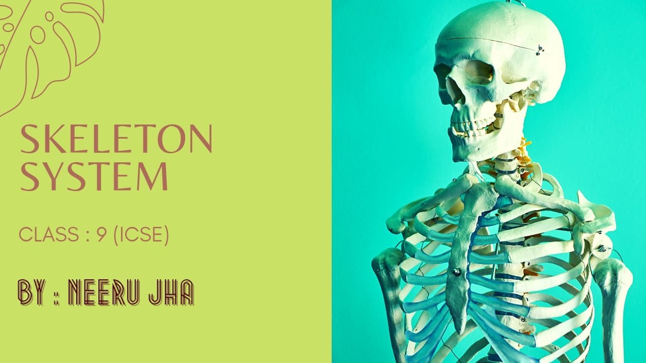 The Skeleton System ,Joints and lever mechanism class 9 - YouTube