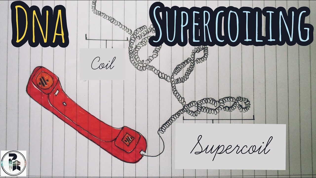DNA Supercoiling @paperpenbiology - YouTube