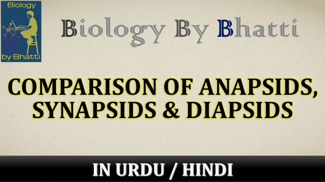 Differences Among Anapsids, Diapsids and Synapsids - YouTube