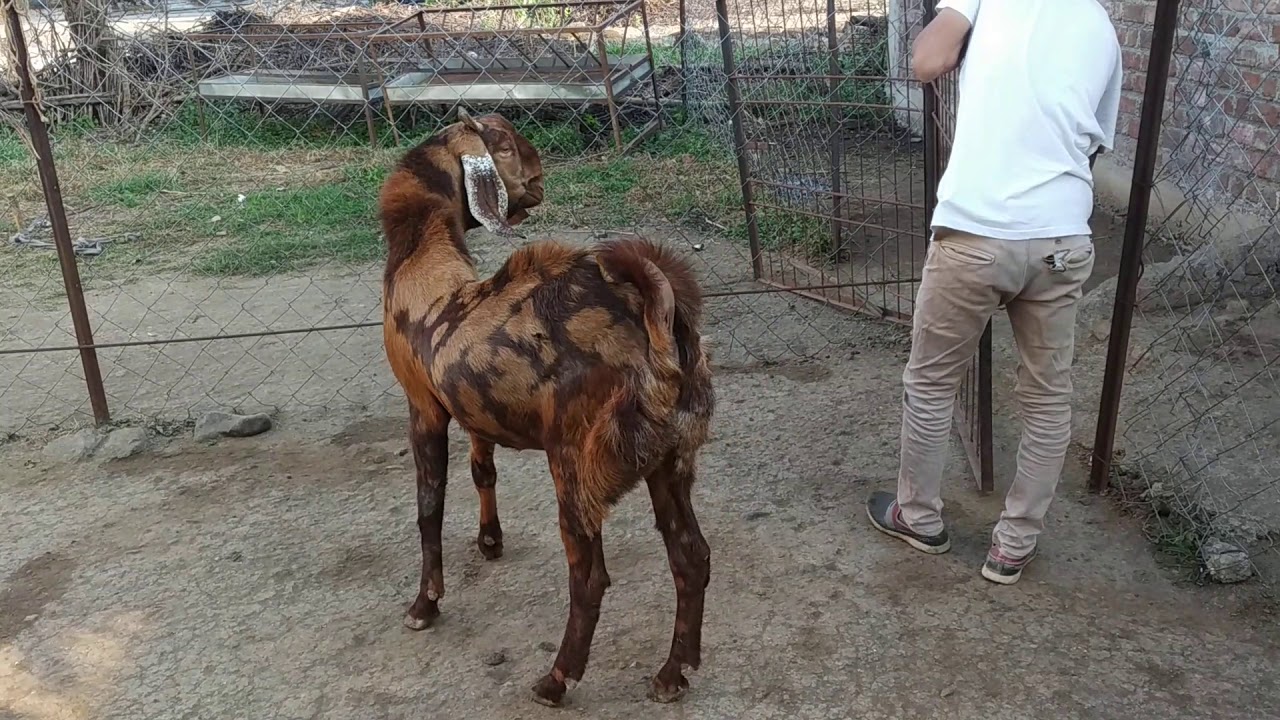 Hp goat farm dayalpura - YouTube