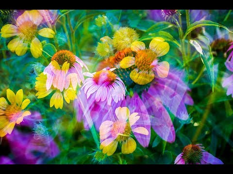 CREATIVE FLOWER PHOTOGRAPHY - In-Camera Multiple Exposure Flowers - YouTube