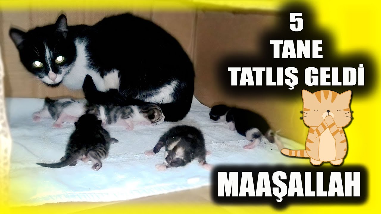PAMUK DOĞUM YAPTI 😍 YAVRU KEDİLER ÇOK TATLI 🥰 EV KEDİSİ - KEDİLER - YouTube