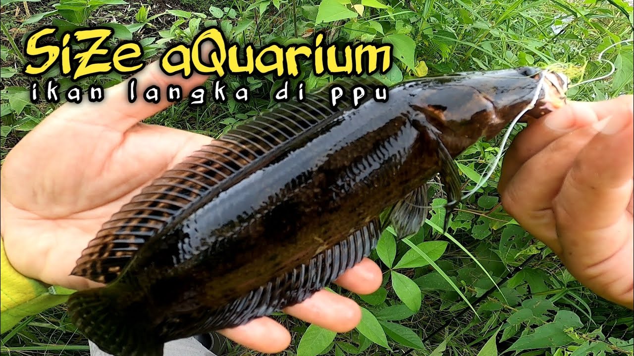 CASTING IKAN GABUS BONUS SAMBARAN CHANNA LUCIUS SIZE AQUARIUM | KIHUNG ...