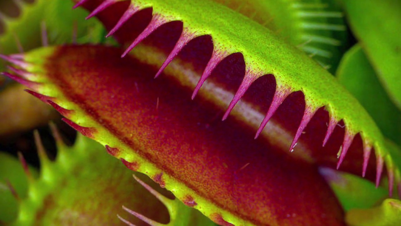 OFF COLOR - Flytrap [NEW RELEASE - 2020] Teaser and links - YouTube