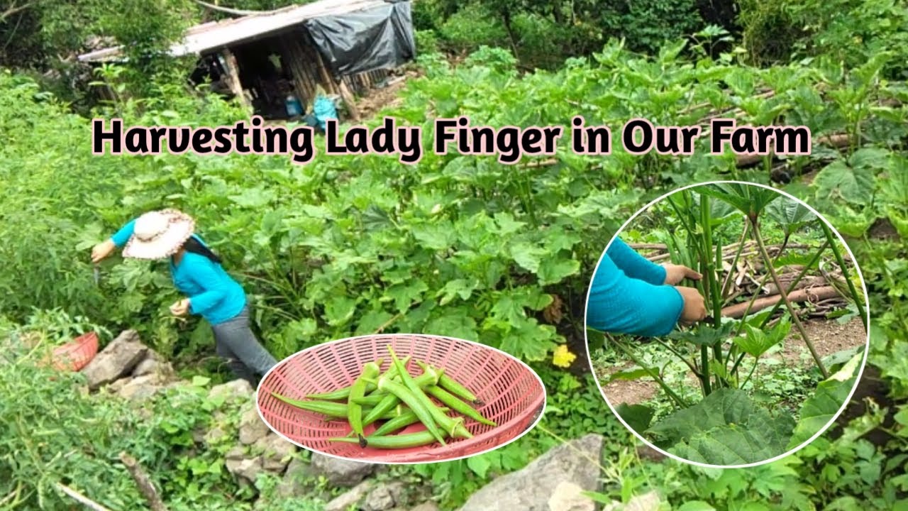 harvesting lady finger in our farm - YouTube