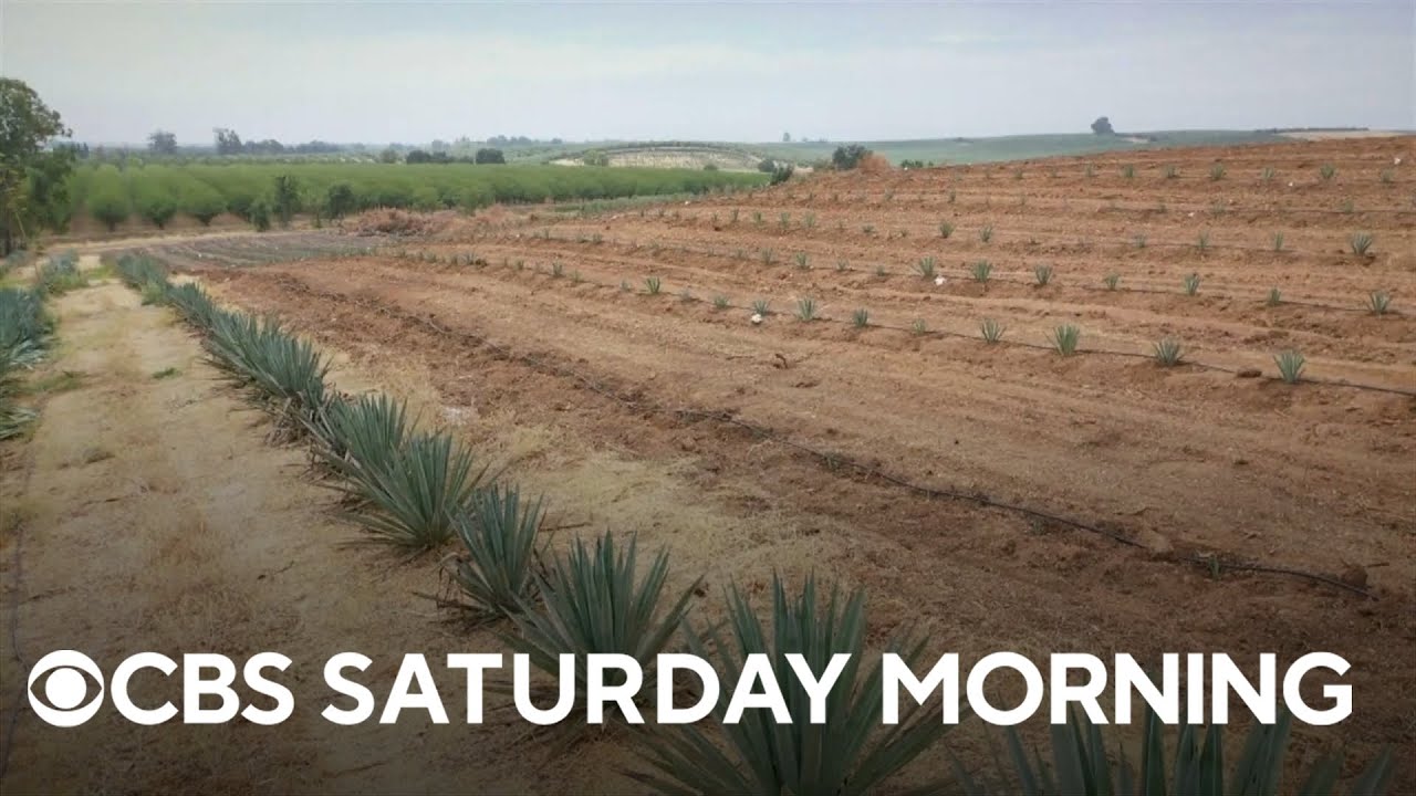 California farmers turn to growing agave amid drought - YouTube