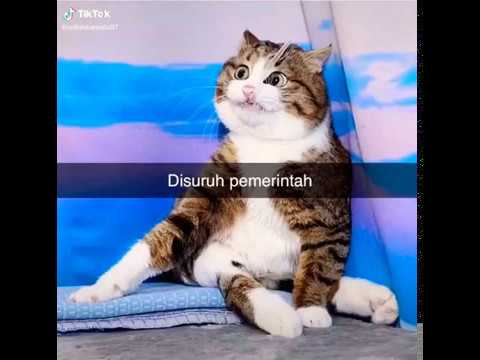 Kucing bego - YouTube