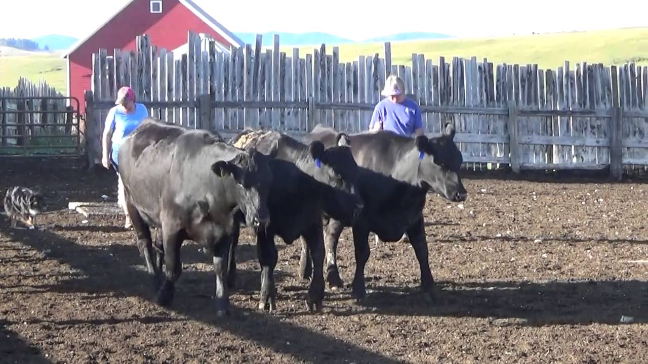 Lucy Cow Camp - YouTube