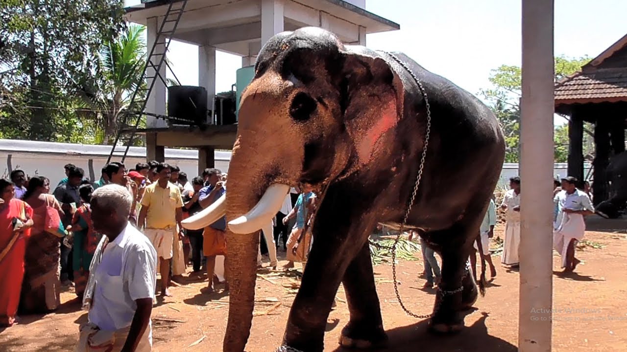 Elephants and fans - YouTube