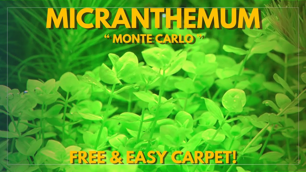 FYI: Planting Monte Carlo on Stones Without Substrate | Planted ...