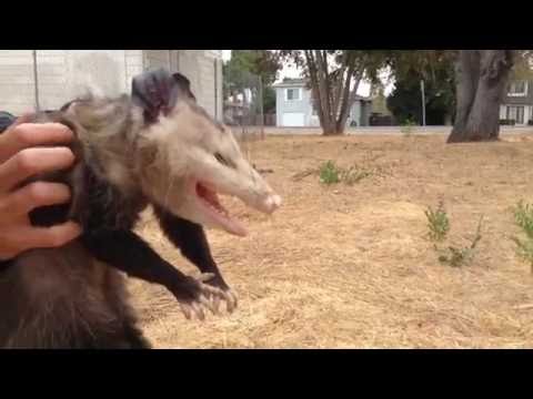 Wild Opossum Playing Dead (Fremont, California)