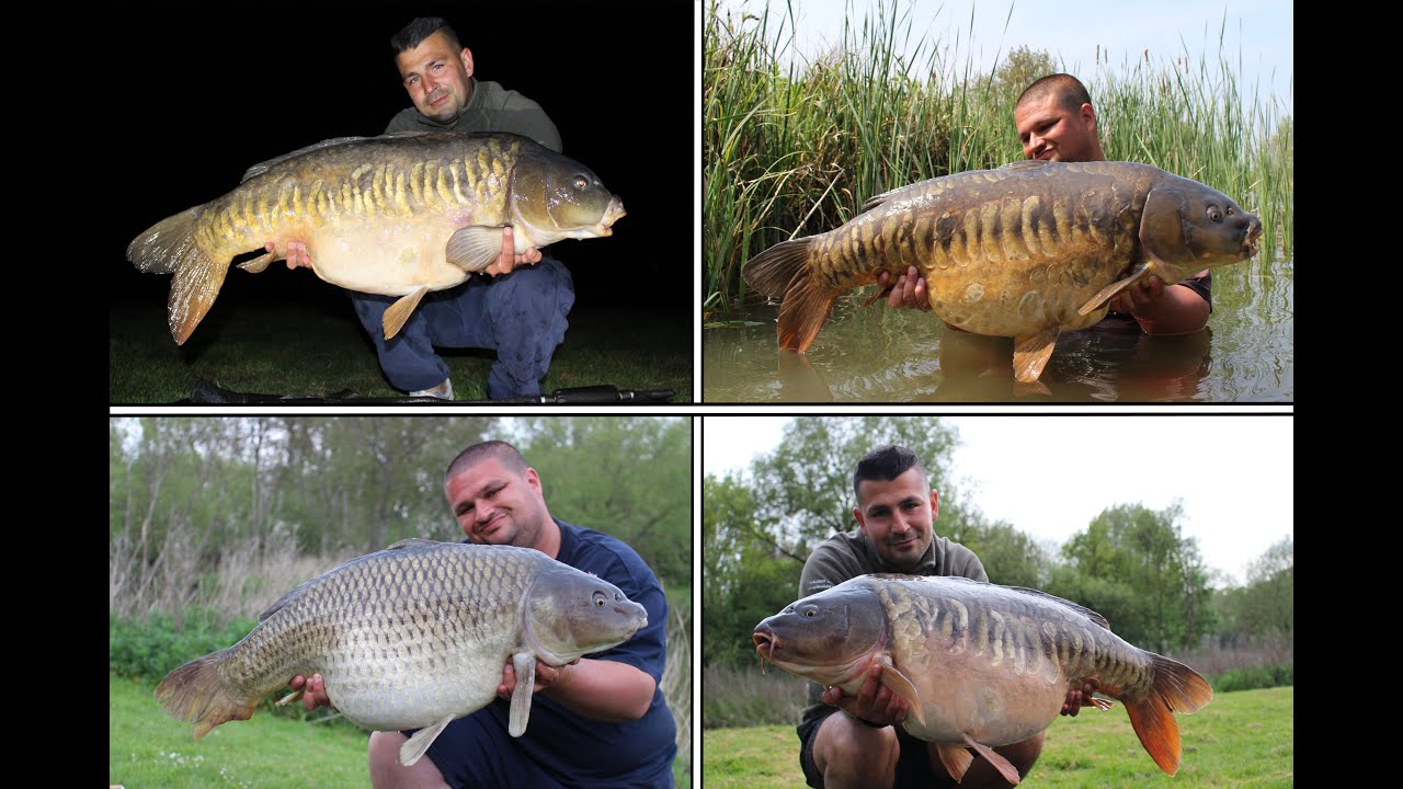 Carp Fishing Cottington Lakes 2016 (Including 14 fish over 30lbs to ...