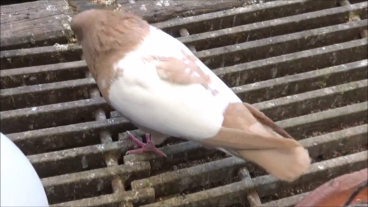 Kaftar Afghan 2-3-2019 - YouTube