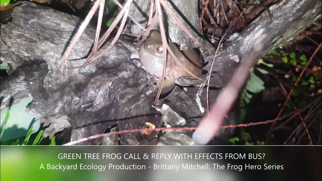 Green tree frog call & reply with effects from bus? - YouTube