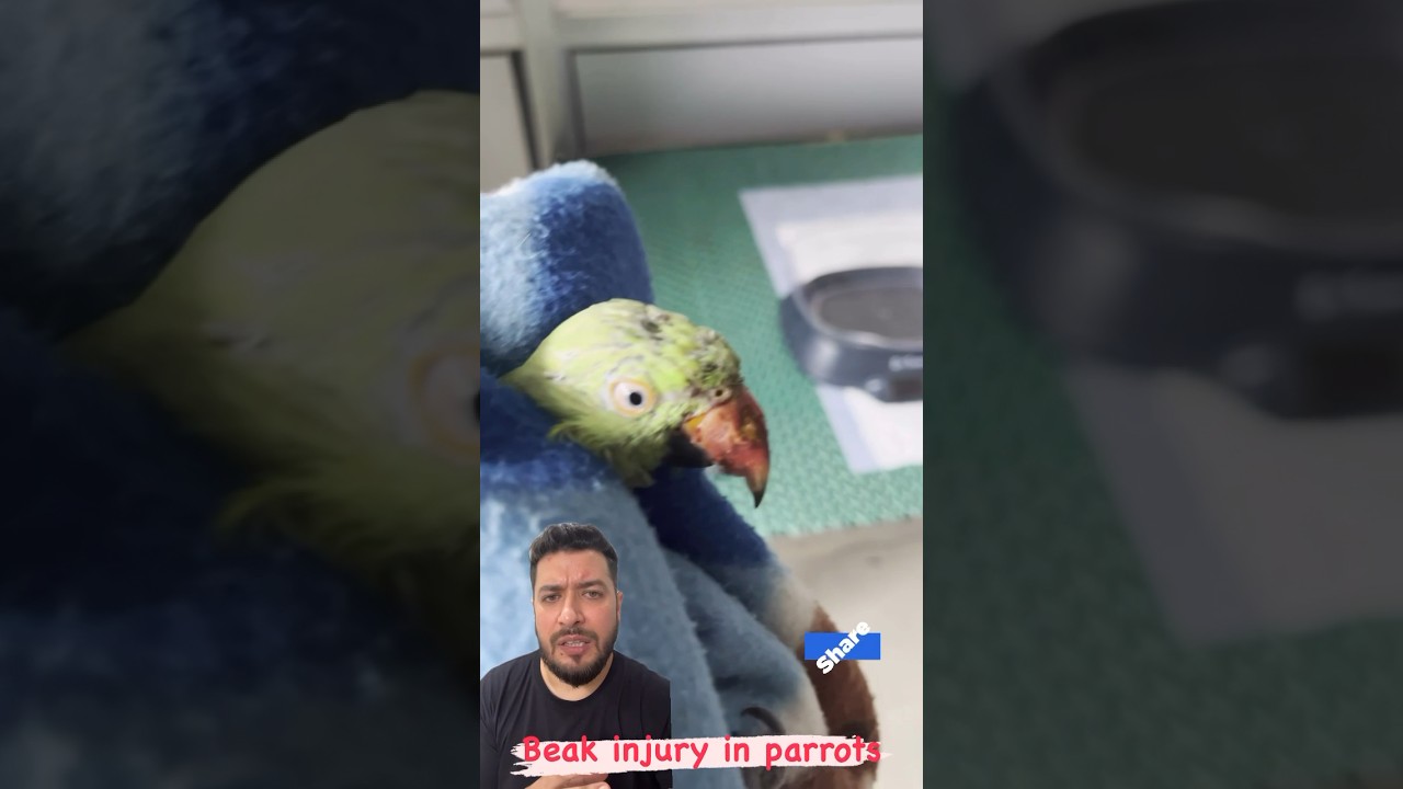 Beak injury in parrots!! - YouTube