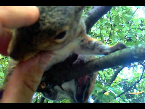 Squeaky Squirrel The cutest pet squirrel on earth. - YouTube