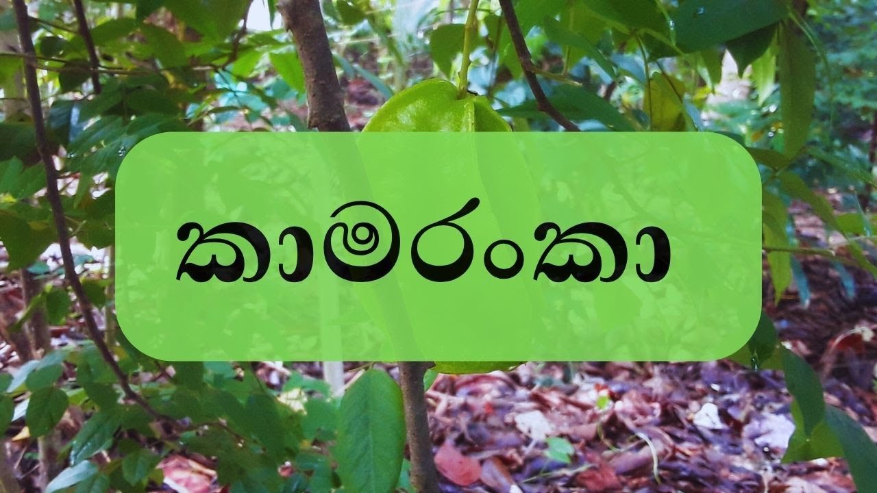 කාමරංකා | kamaranka | star fruit | Carambola - YouTube