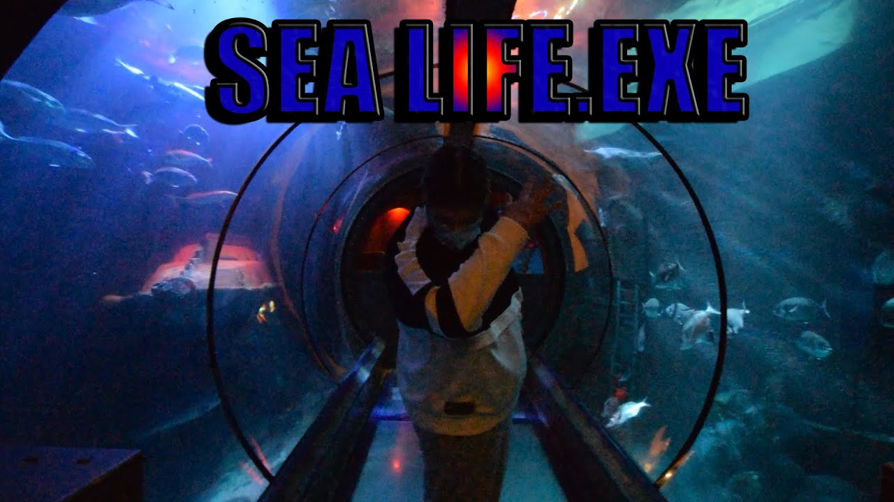 SEA LIFE.EXE - YouTube