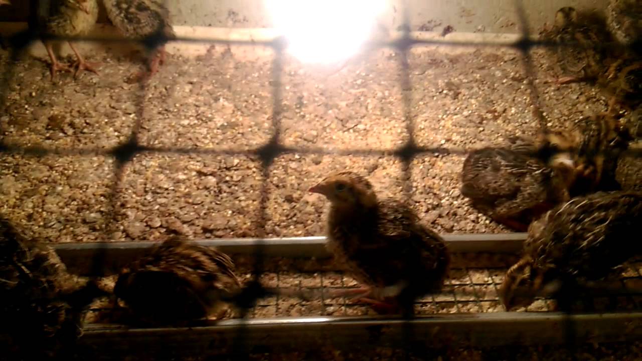 ferma de pui prepelite Tartasesti VIDEO0034 - YouTube