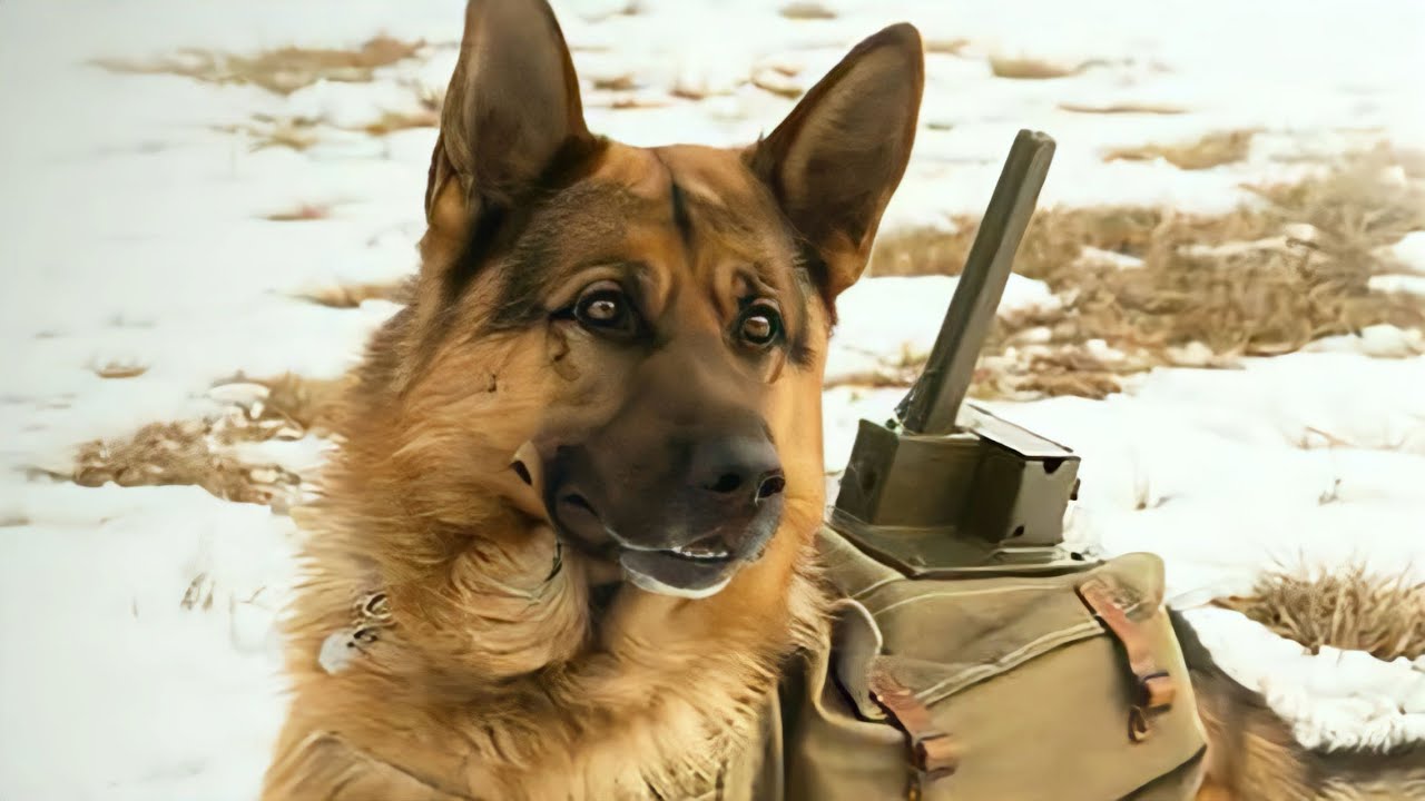 Early in World War II, anti-tank dogs destroyed over three hundred ...
