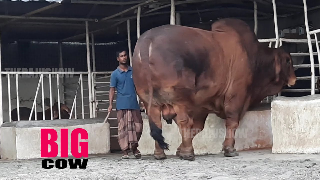 বাংলাদেশের সবচেয়ে বড় গরু রোজো | Rojo cow | Big Cow Rojo Price - YouTube