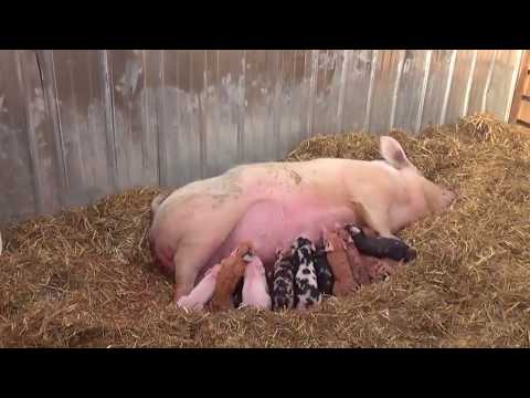 ASÍ NACE UN CERDO UN MOMENTO BELLISIMO