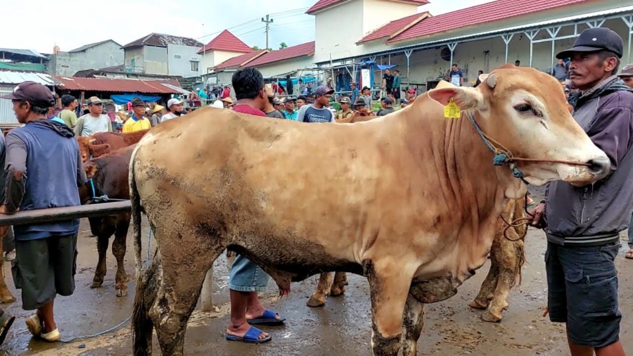Harga Sapi Bakalan Terbaru Hari Ini Pasar Purwantoro Wonogiri Jawa ...