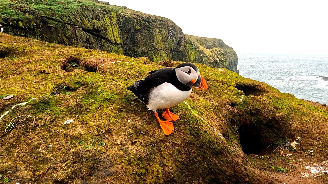 Skomer Island puffins - YouTube