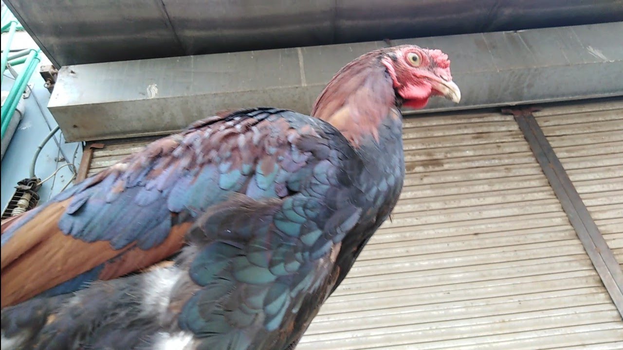 Sunday Aseel Murga Bazar || Lari Adda Mandi - YouTube