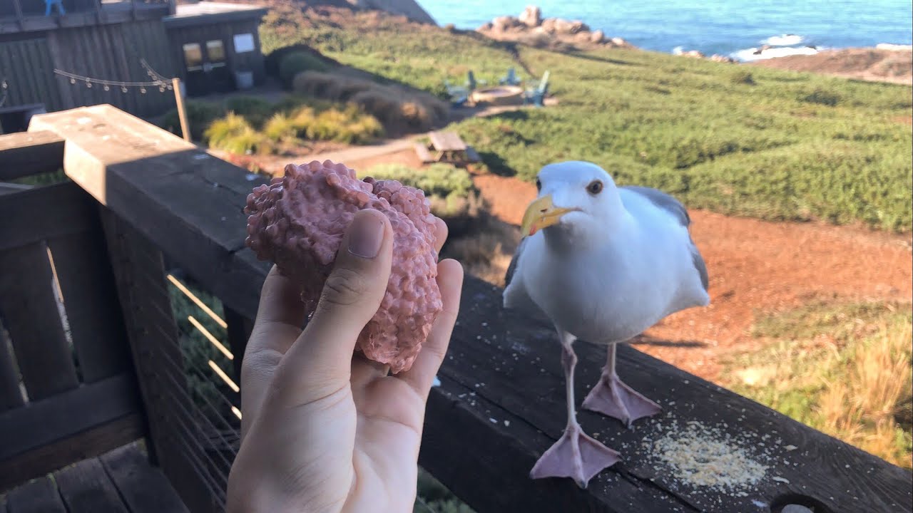 Seagull Interrupts Slime Video - YouTube