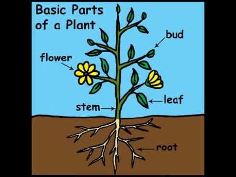 Parts of a Plant (Children's) Song - YouTube