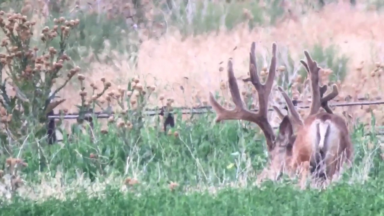 Big muley buck Payson, UT - YouTube