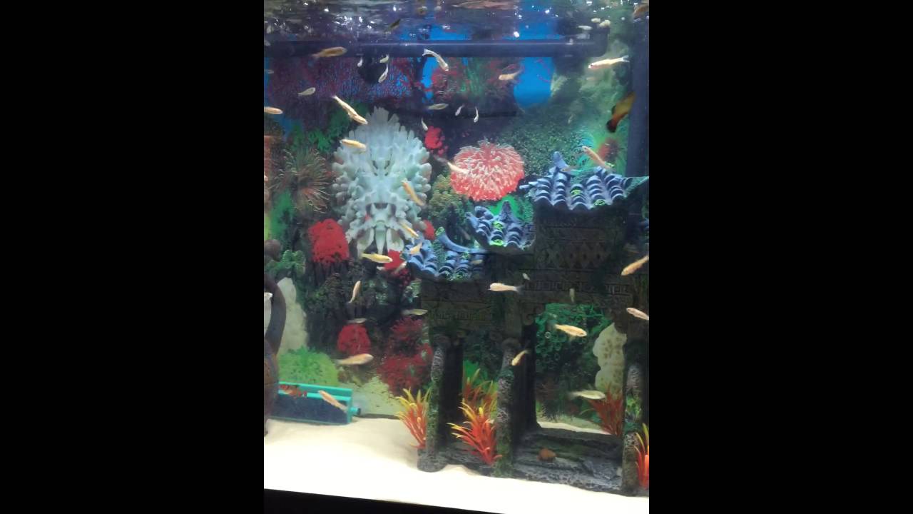 Overcrowded fish tank - YouTube