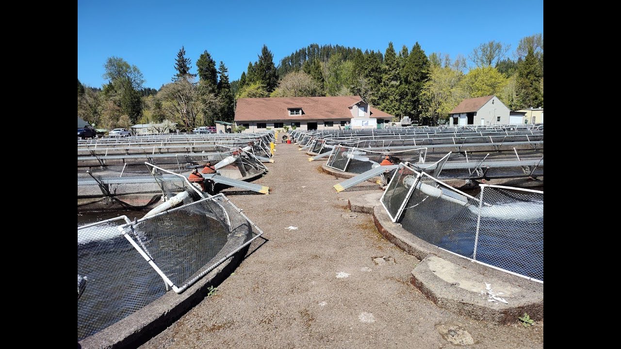 2024 Willamette Fish Hatchery, Oakridge, OR April - YouTube