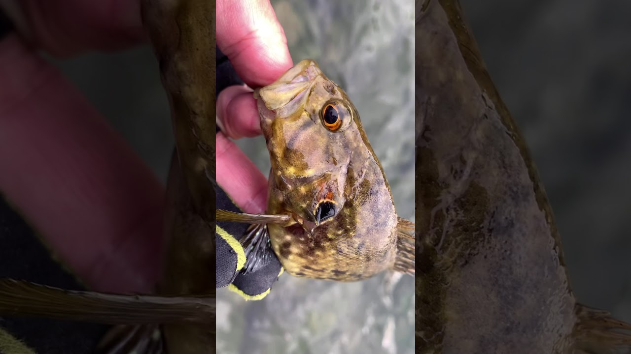 카멜레온 같은 꺽지! This fish is a chameleon! - YouTube