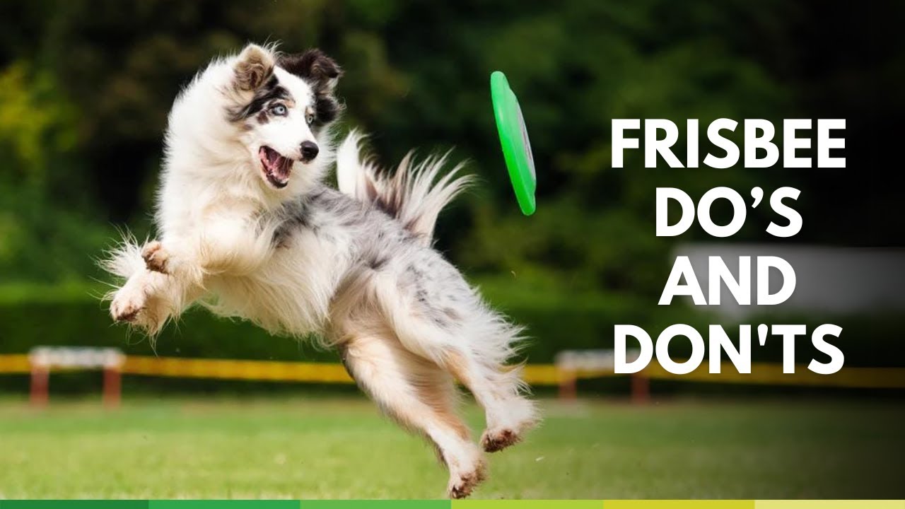 Keeping Your Active Dog Healthy: Frisbee Play Do's and Don'ts - YouTube