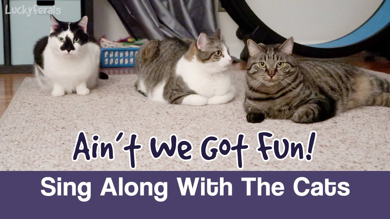 Sing Along With The Cats! * Ain't We Got Fun! * Follow The Bouncing ...