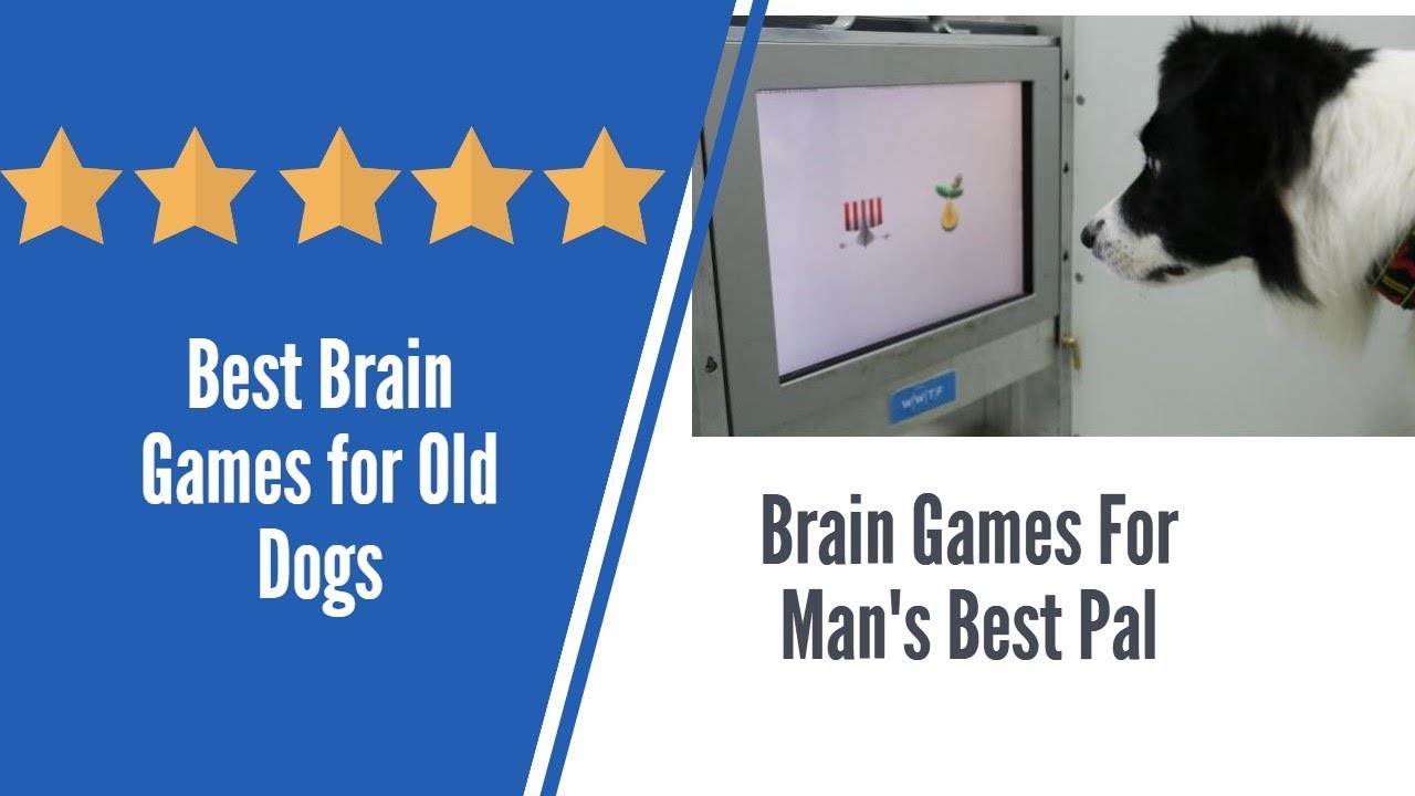Brain Games for Dogs - diy : make or built the best game for dogs ...
