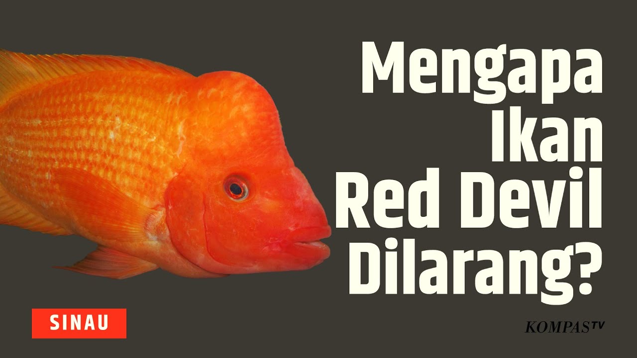 Mengenal Ikan Red Devil yang Pernah Jadi Masalah Serius di Danau Toba ...