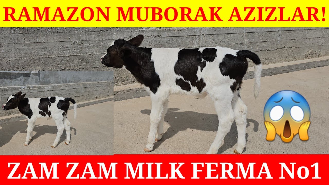 ZAM ZAM MILK KOTTA FERMADAN. Zotliy g'unajin buzoqcha sotiladi ☎ ...